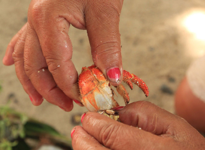 Le Bernard Lhermite Buzz Avec Le Monoi.